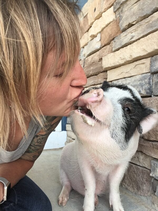 Potbellied Pigs as Pets in Colorado - Hog Haven Farm